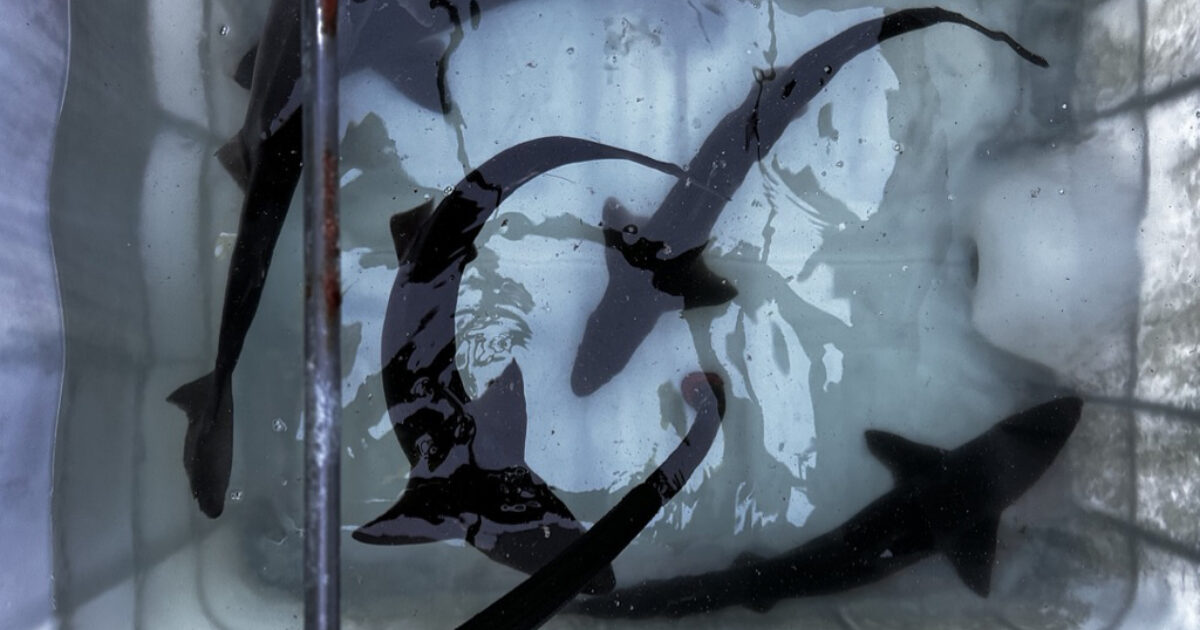 Effective anti-shark measures - Norce