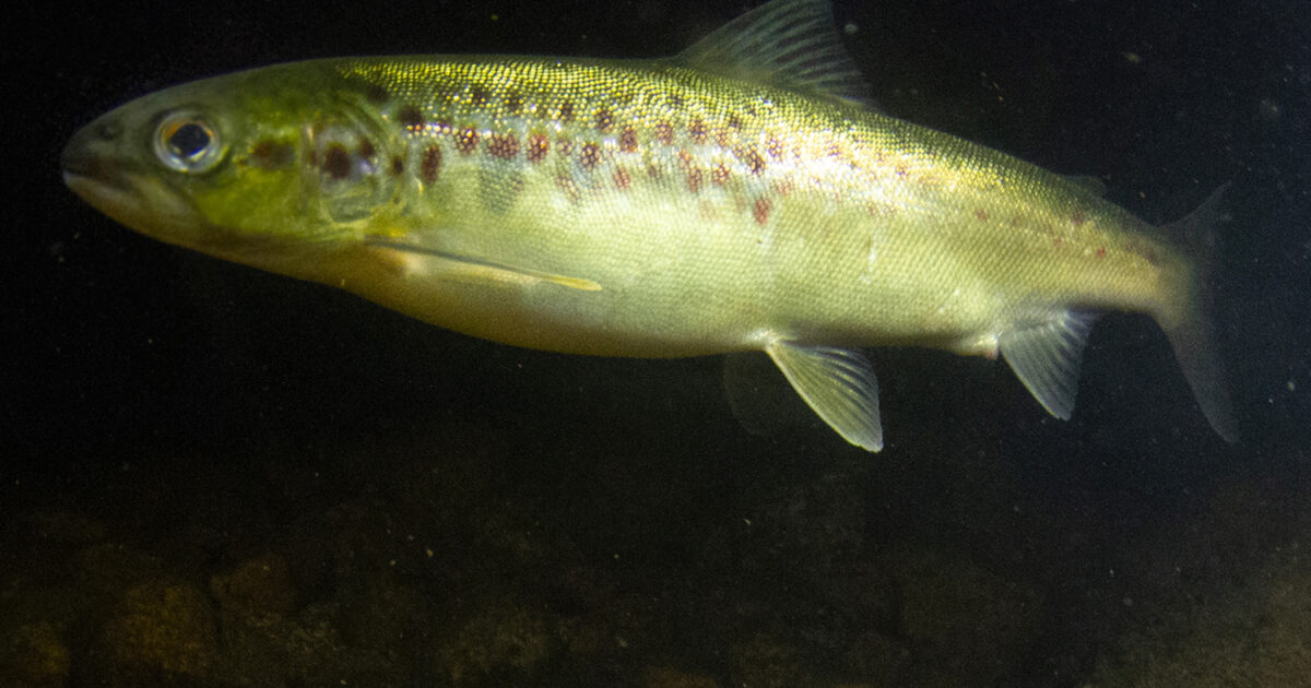 Den unike bleka er tilbake - ny rapport med anbefalte tiltak - Norce