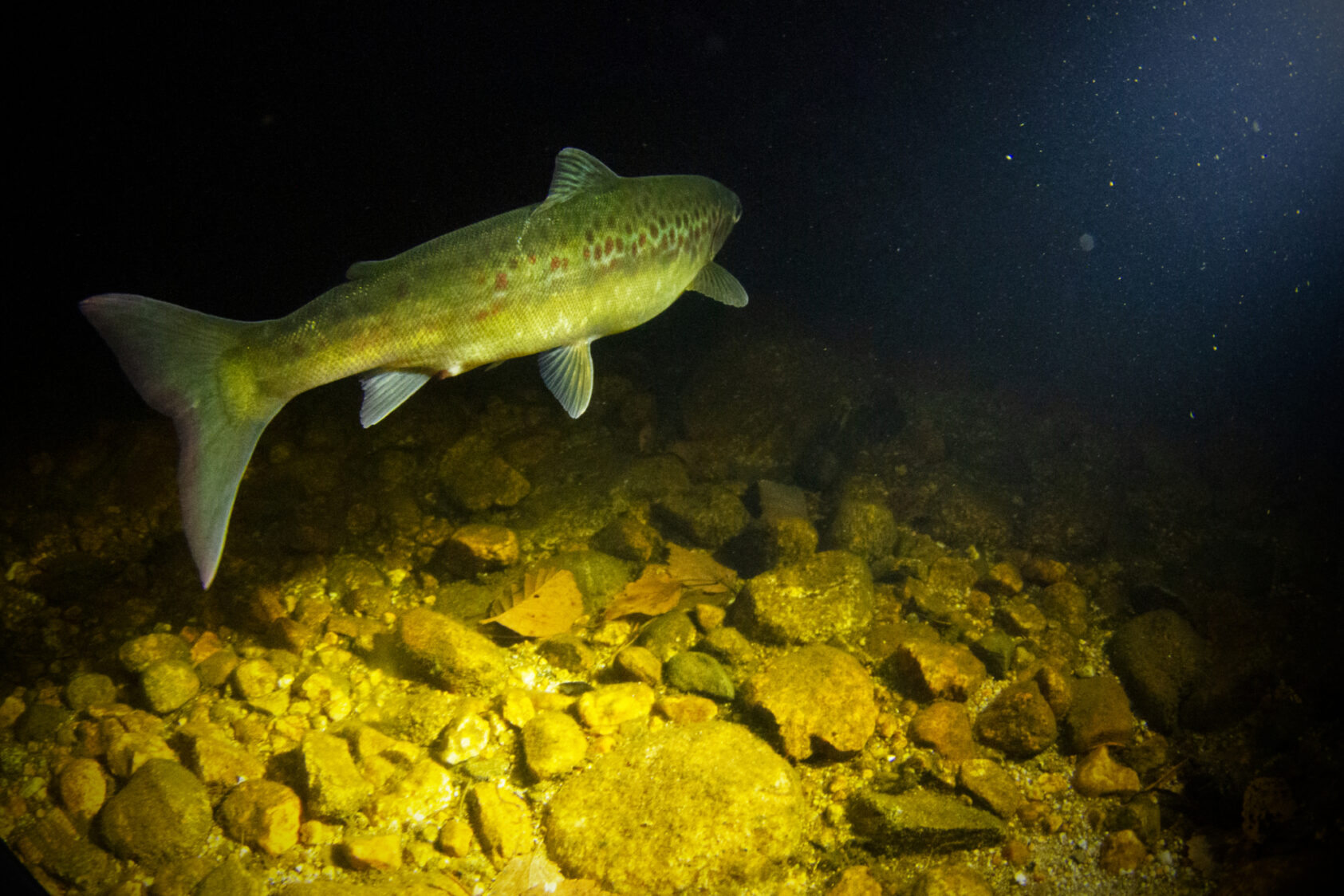Den spesielle laksebestanden Bleka er tilbake etter 50 år med tiltak ...