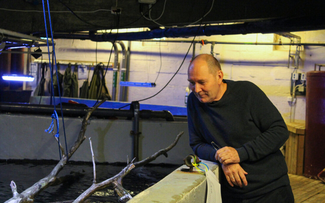 Bleka- tilbake fra randen av utryddelse - Norce