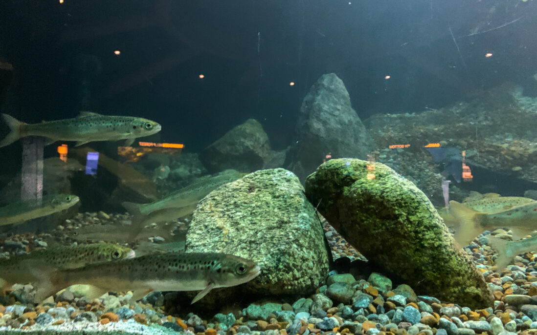 Bleka- tilbake fra randen av utryddelse - Norce